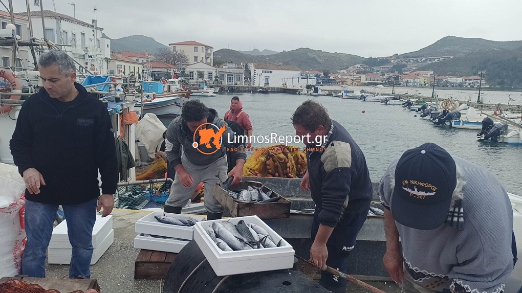 Καΐκια "φορτωμένα" με Παλαμίδες στο λιμάνι της Μύρινας! 2,00€ το κιλό ...