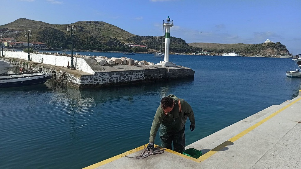 Λήμνος - Λιμάνι Μύρινας : Μοναδικές εικόνες αναλλοίωτης παράδοσης, στην ...